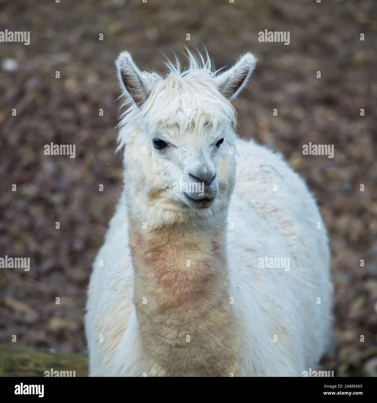 Ilama hi-res stock photography and images - Alamy