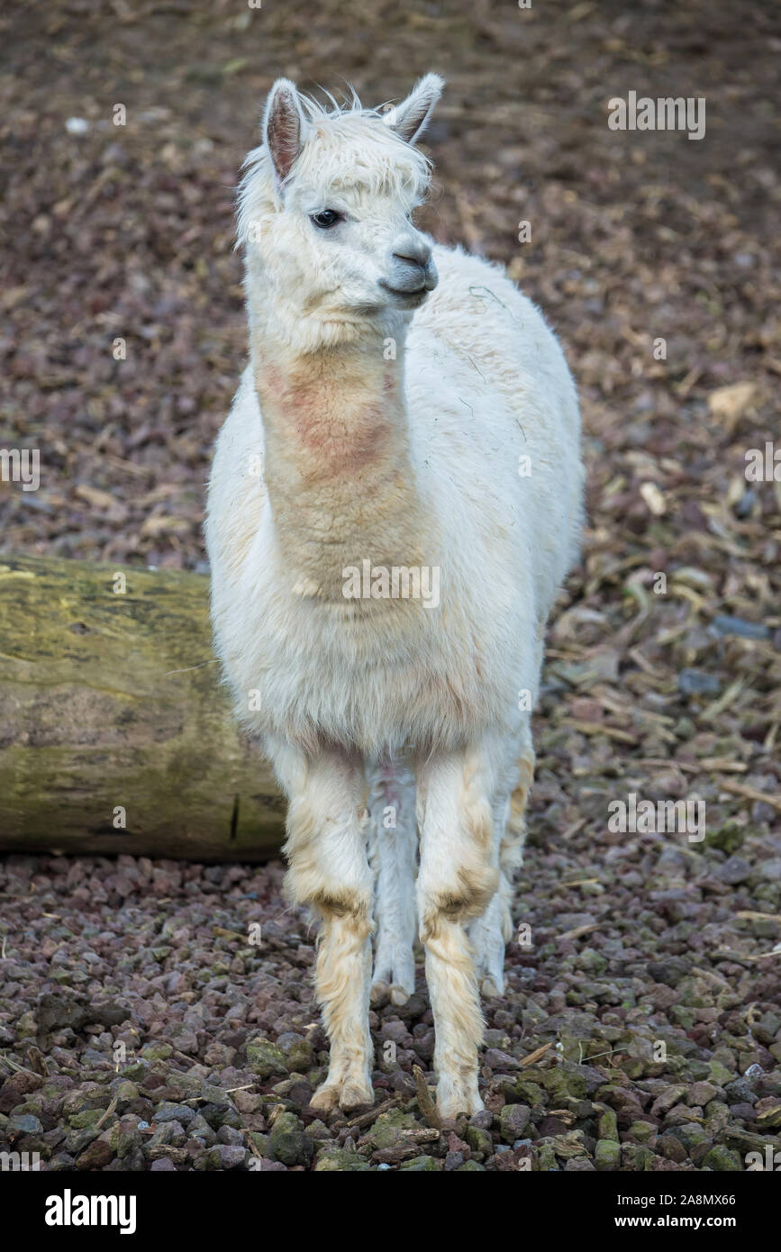 Ilama store