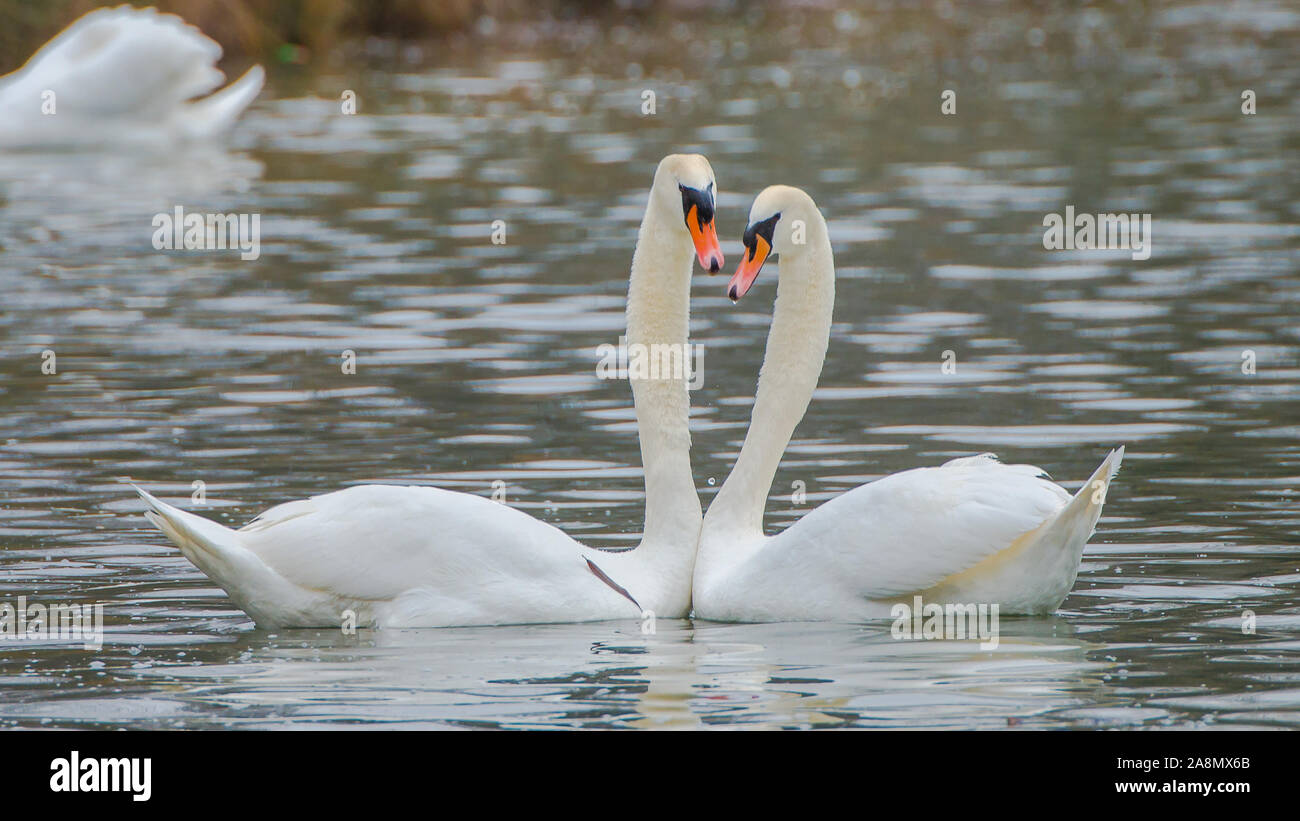 Two swans form hi-res stock photography and images - Alamy