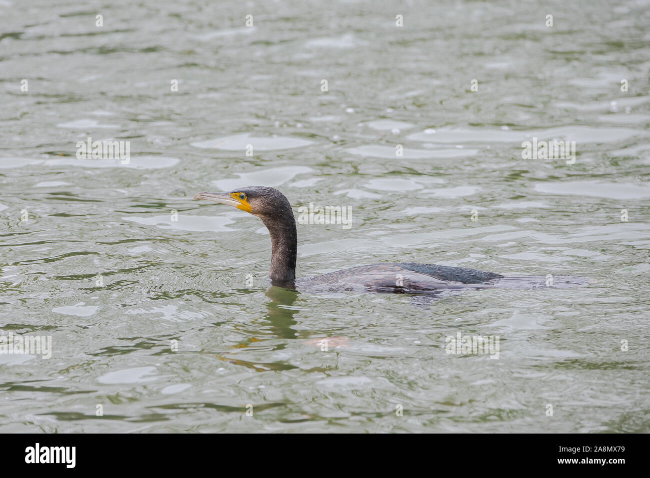 Cormoran diving hi-res stock photography and images - Alamy