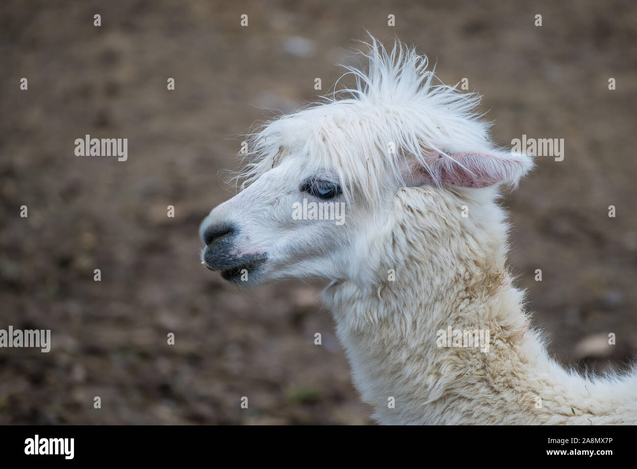 Lama Teeth High Resolution Stock Photography and Images - Alamy