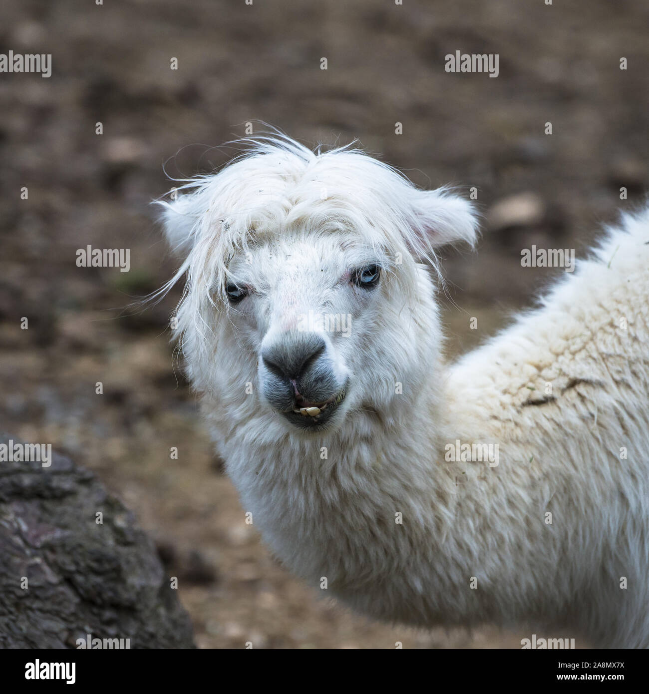 Ilama hi-res stock photography and images - Alamy