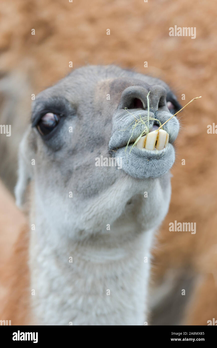 Lama teeth hi-res stock photography and images - Alamy