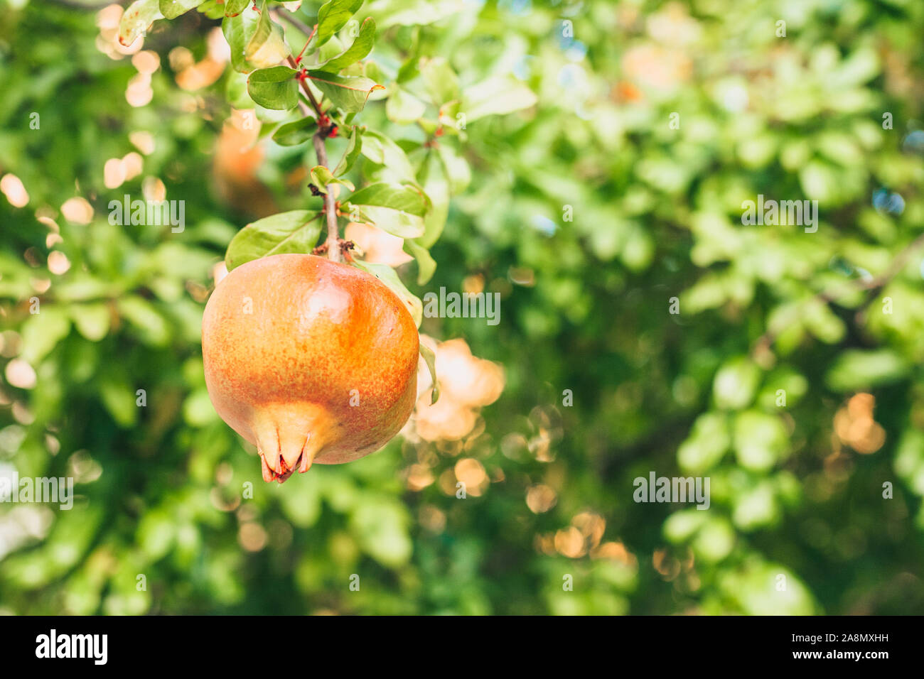 Pomegranate ripens on a tree branch in Provence Stock Photo - Alamy