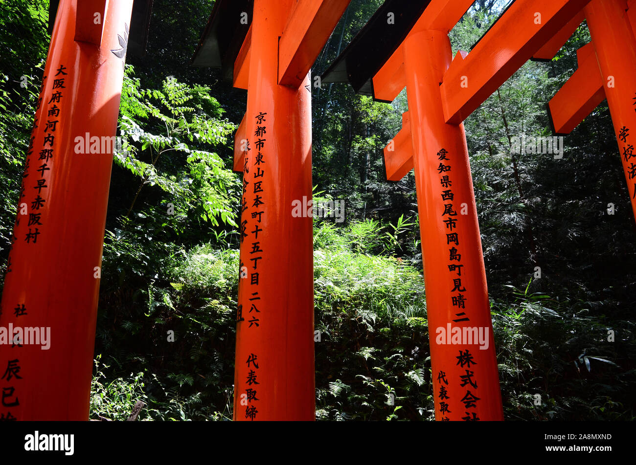 Red Torii, in Fushimi Inari Taisha temple or sanctuary, in Kyoto, Japan ...