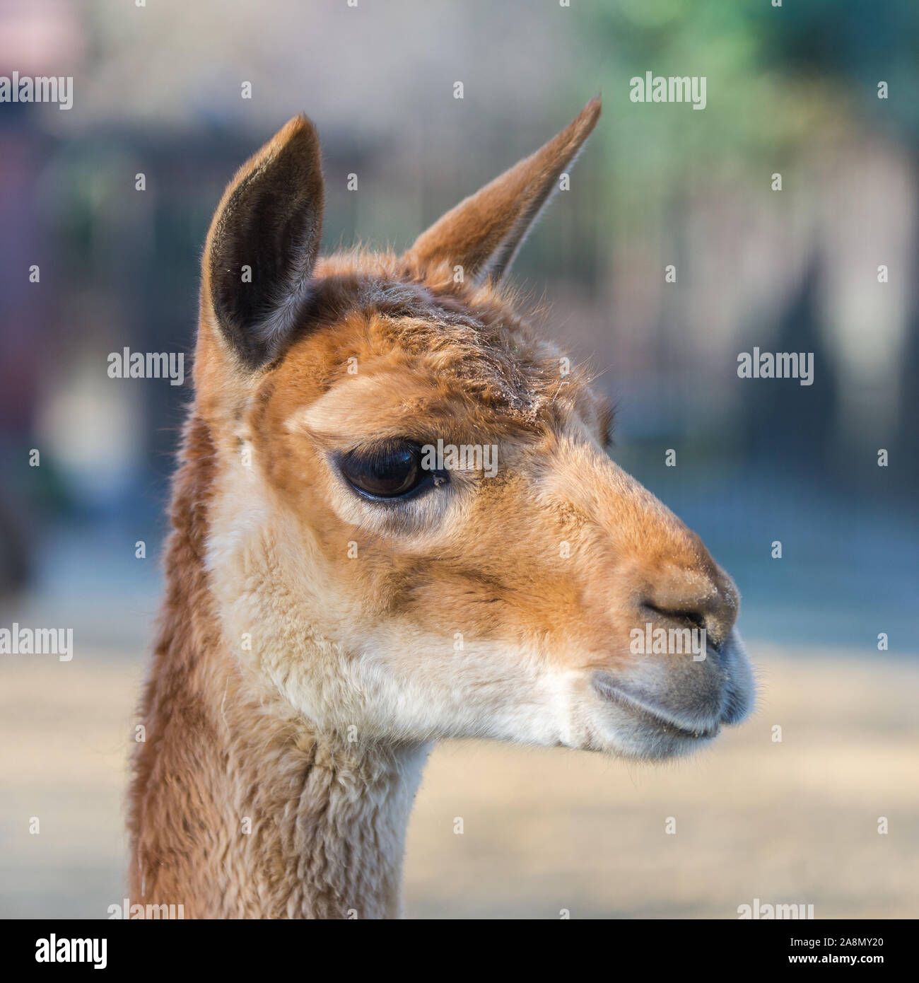 Vicuna, Vicugna vicugna, head Stock Photo - Alamy