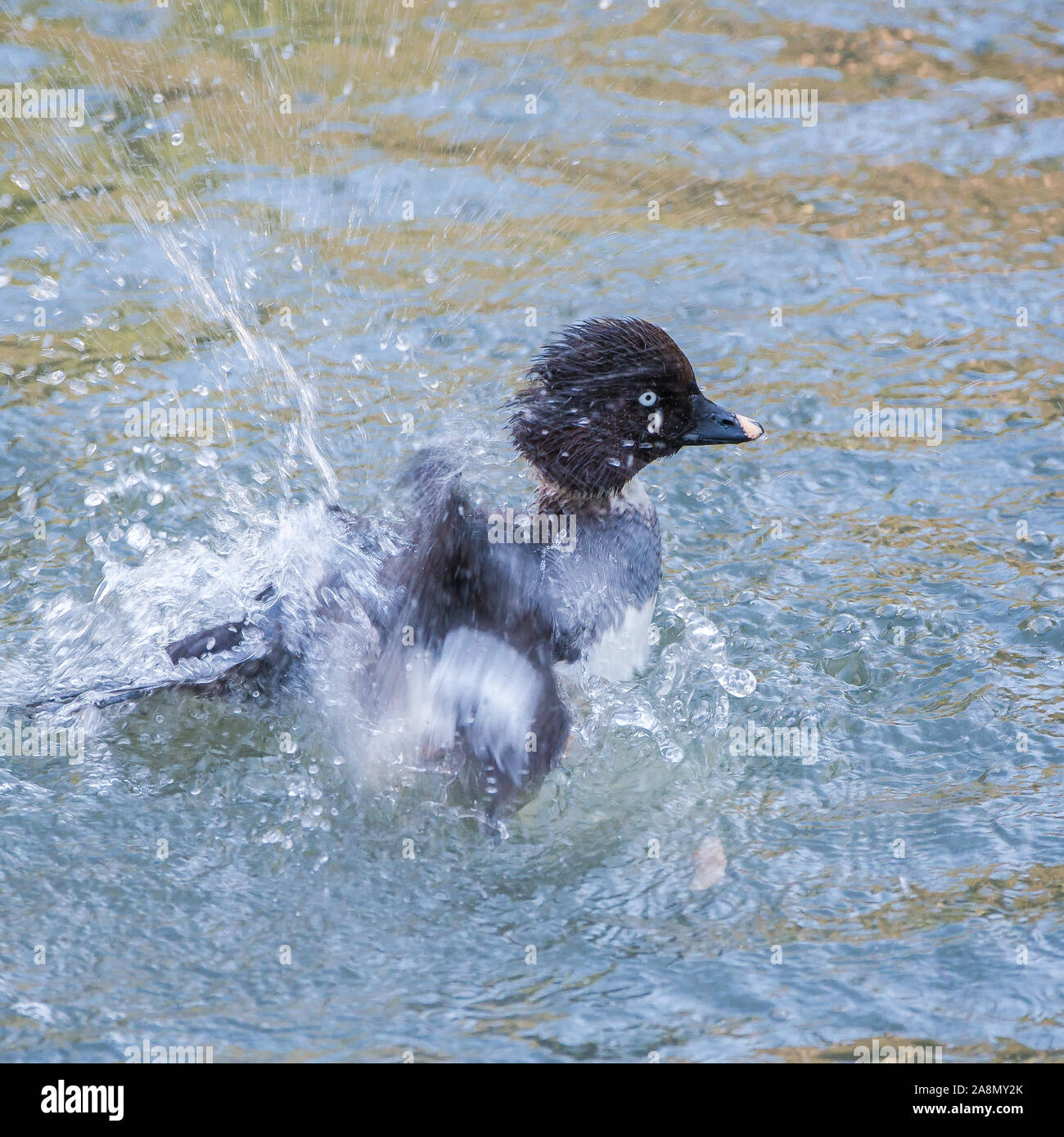 Common Goldeneye, duck, female, diving Stock Photo - Alamy