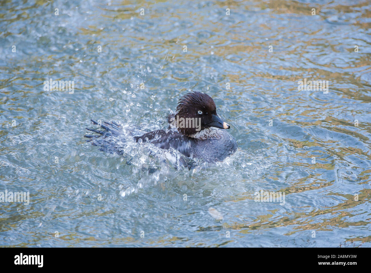 Common Goldeneye, duck, female, diving Stock Photo - Alamy