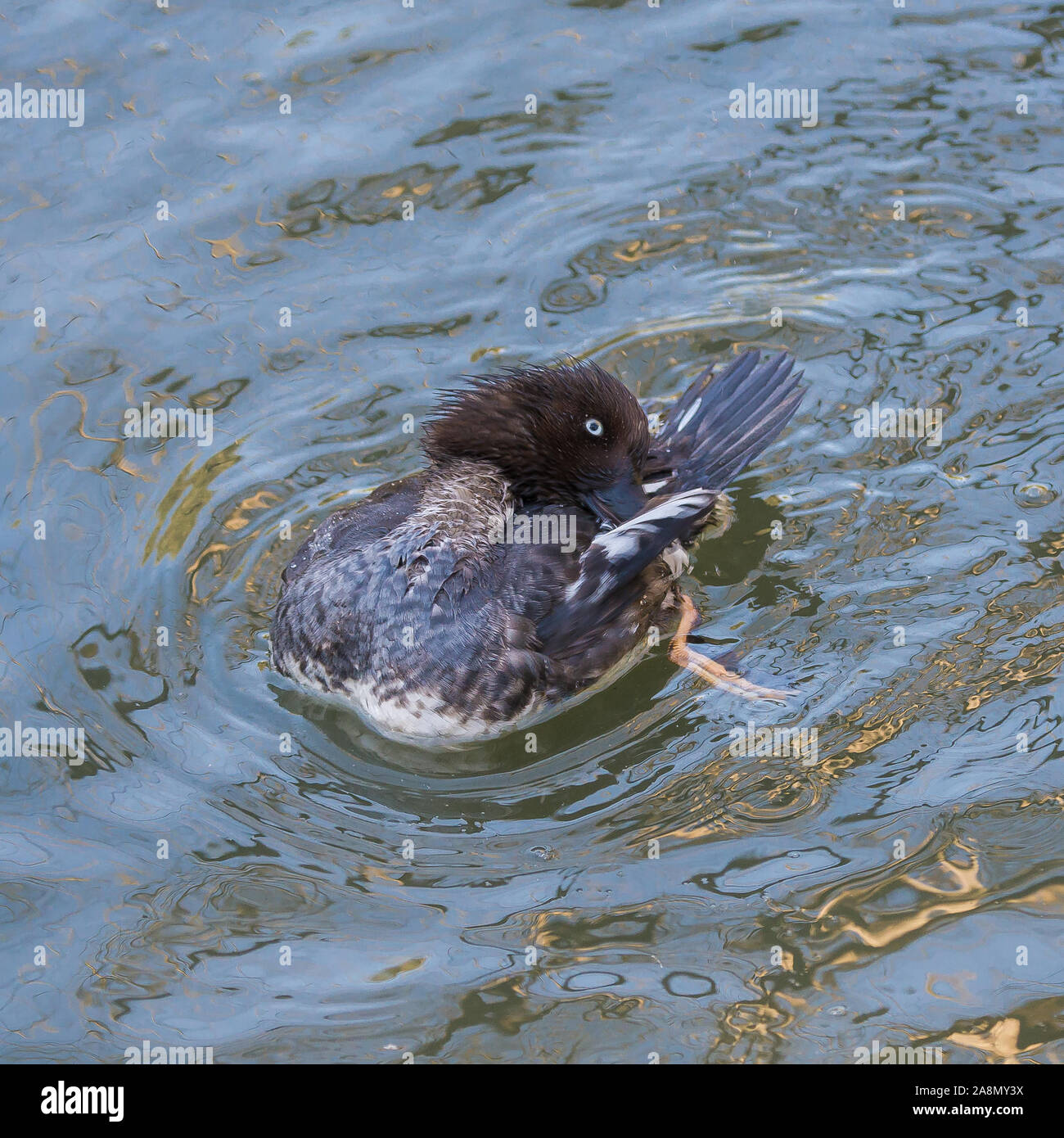 Common Goldeneye, duck, female, diving Stock Photo - Alamy