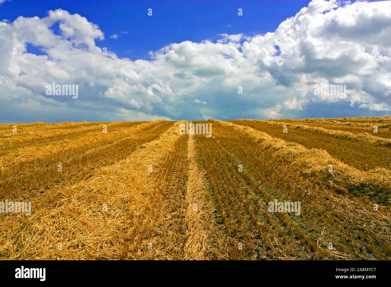 Feld getreidefeld hi-res stock photography and images - Alamy