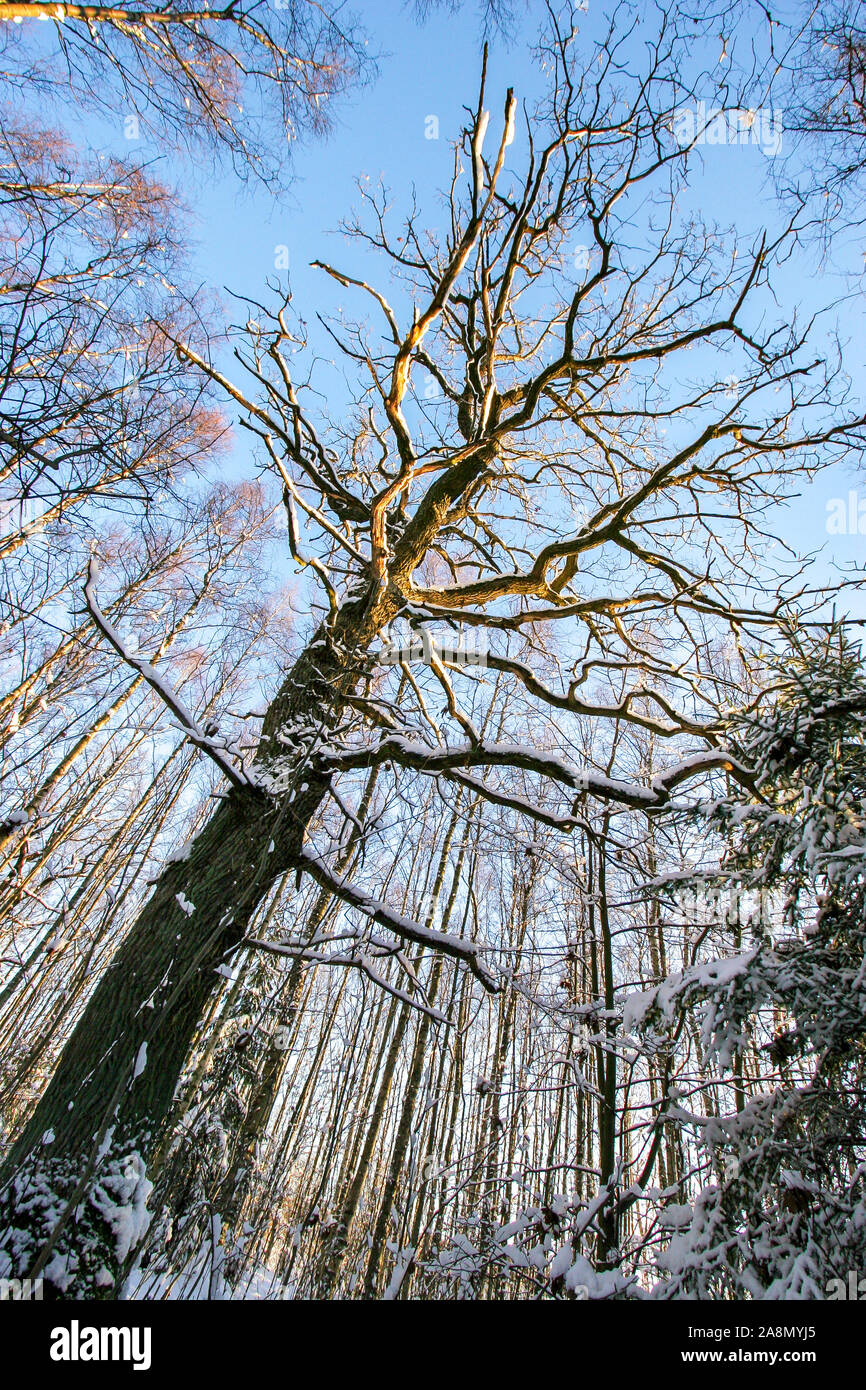 Large branchy tree hi-res stock photography and images - Alamy