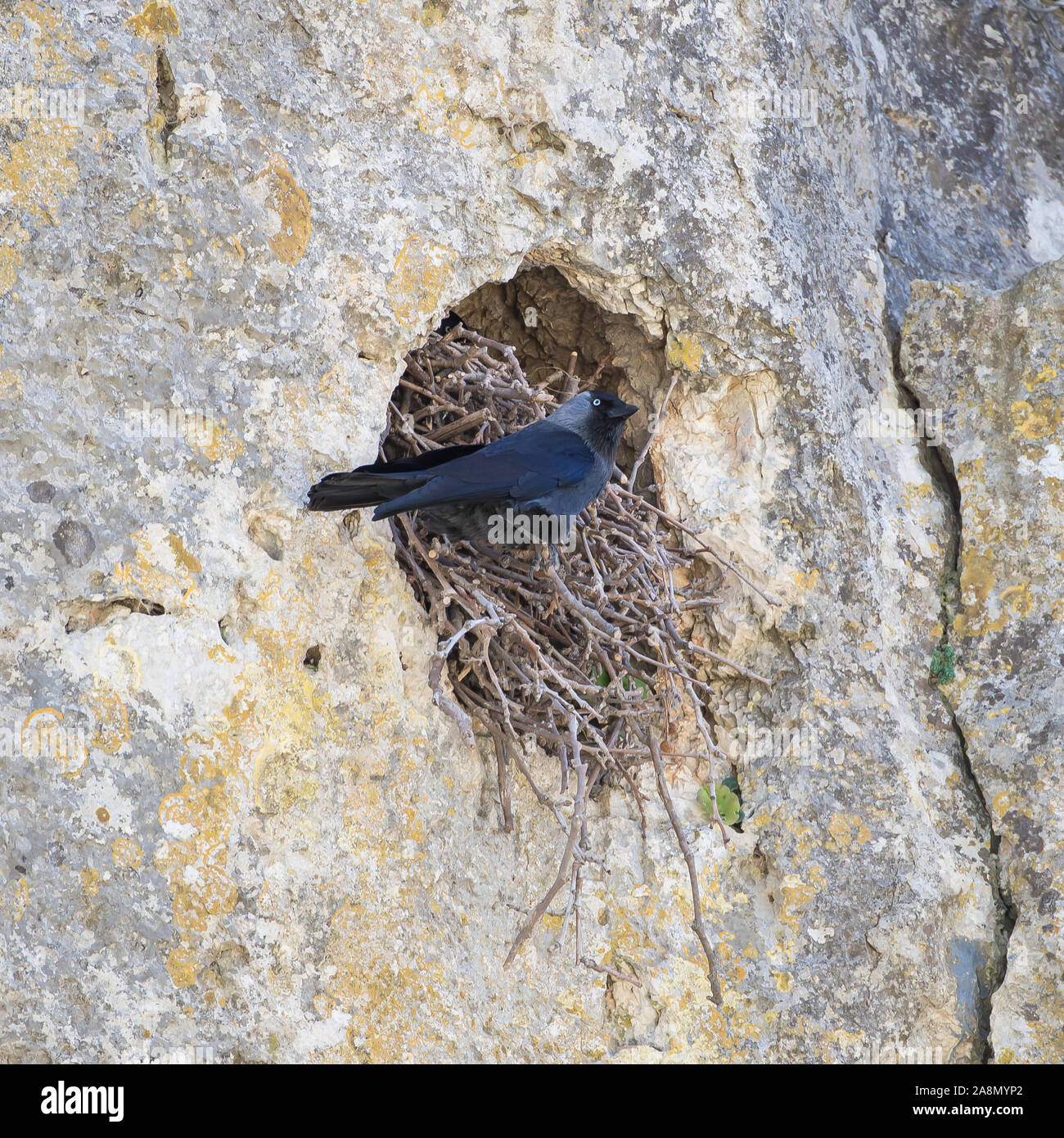 Western Jackdaw, Coloeus monedula, black bird, nest in a hole in the ...