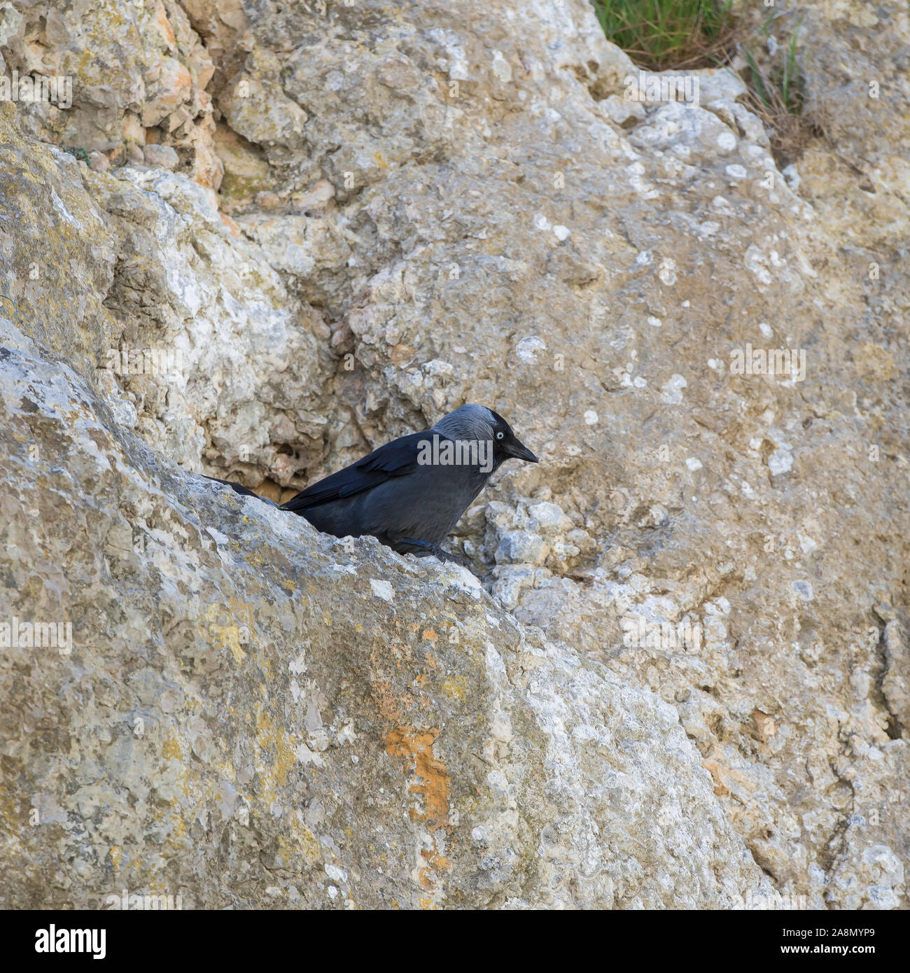 Jackdaw in the springtime hi-res stock photography and images - Alamy