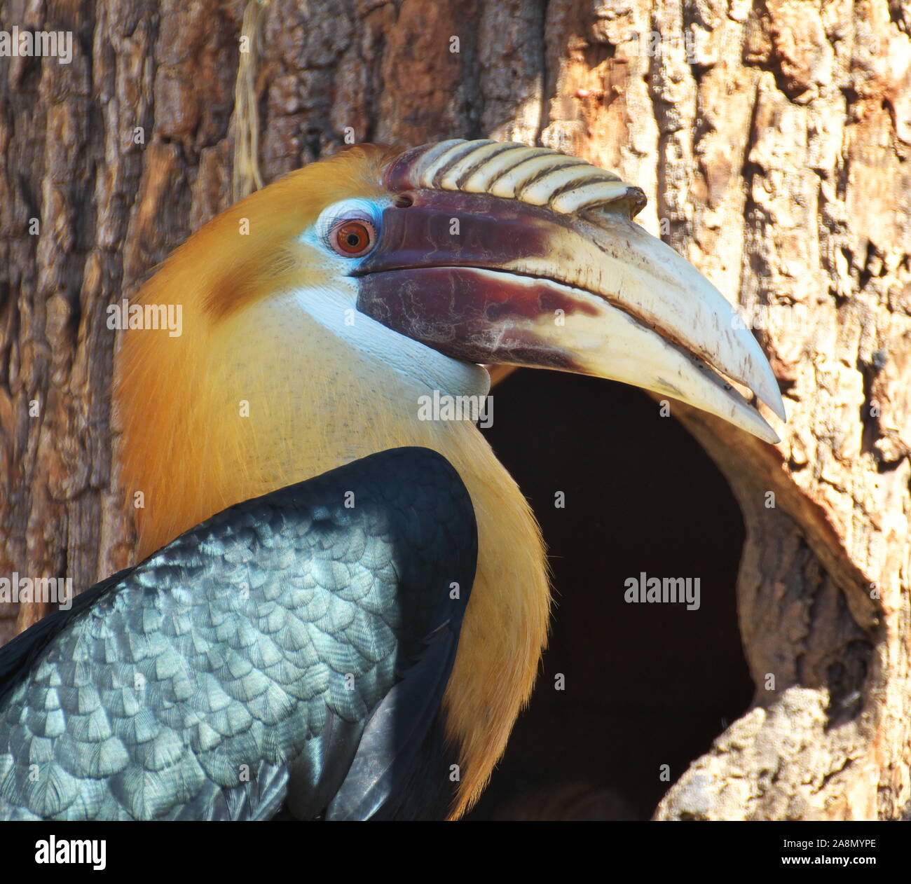 Papua Horn Bird Stock Photo - Alamy