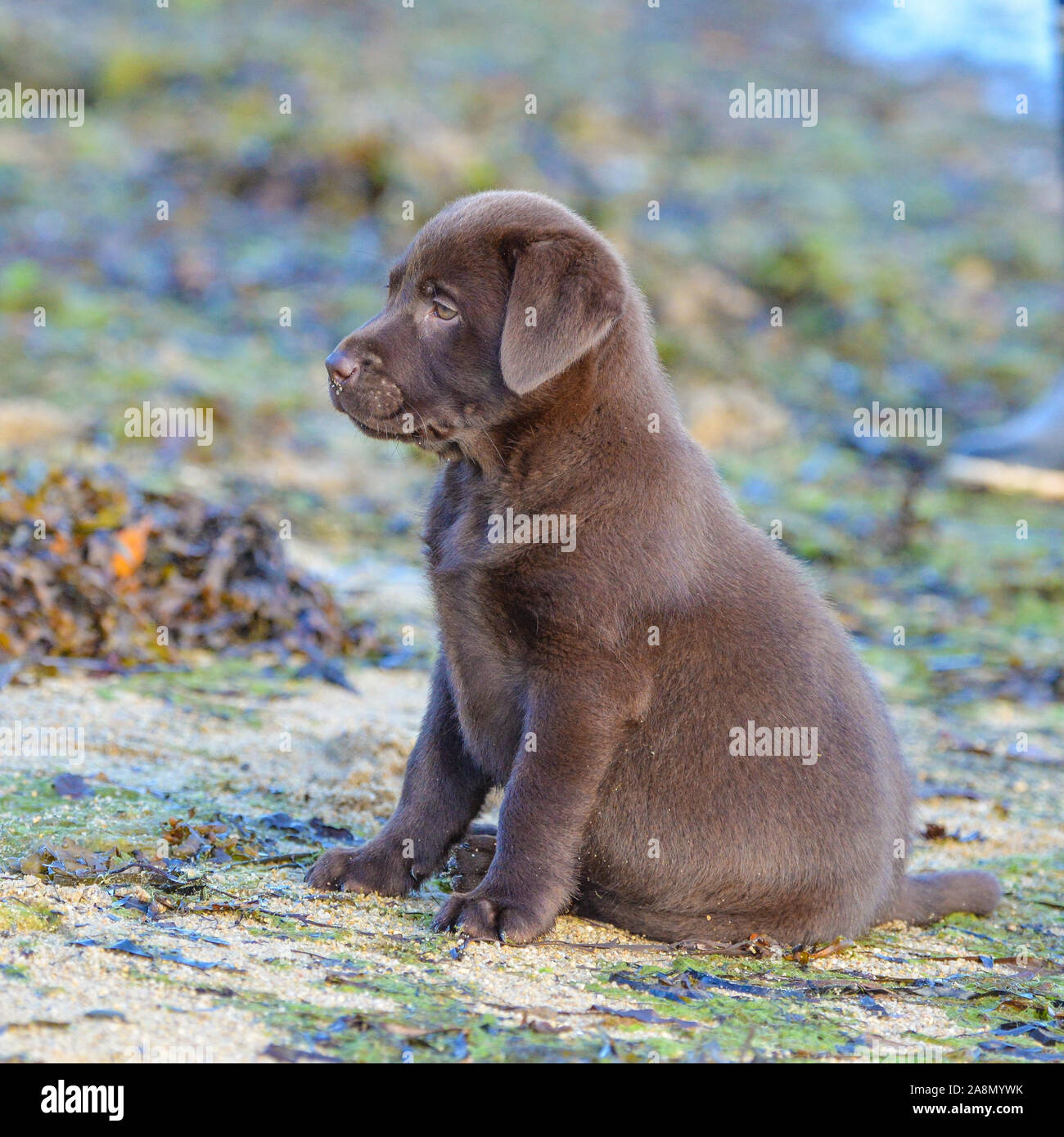 Dog labrador, puppy on the beach Stock Photo - Alamy