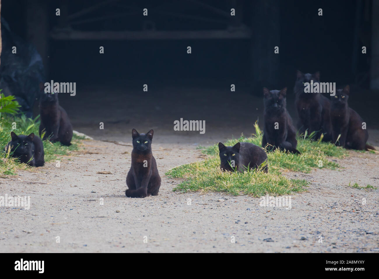 Swamp cats hi-res stock photography and images - Alamy