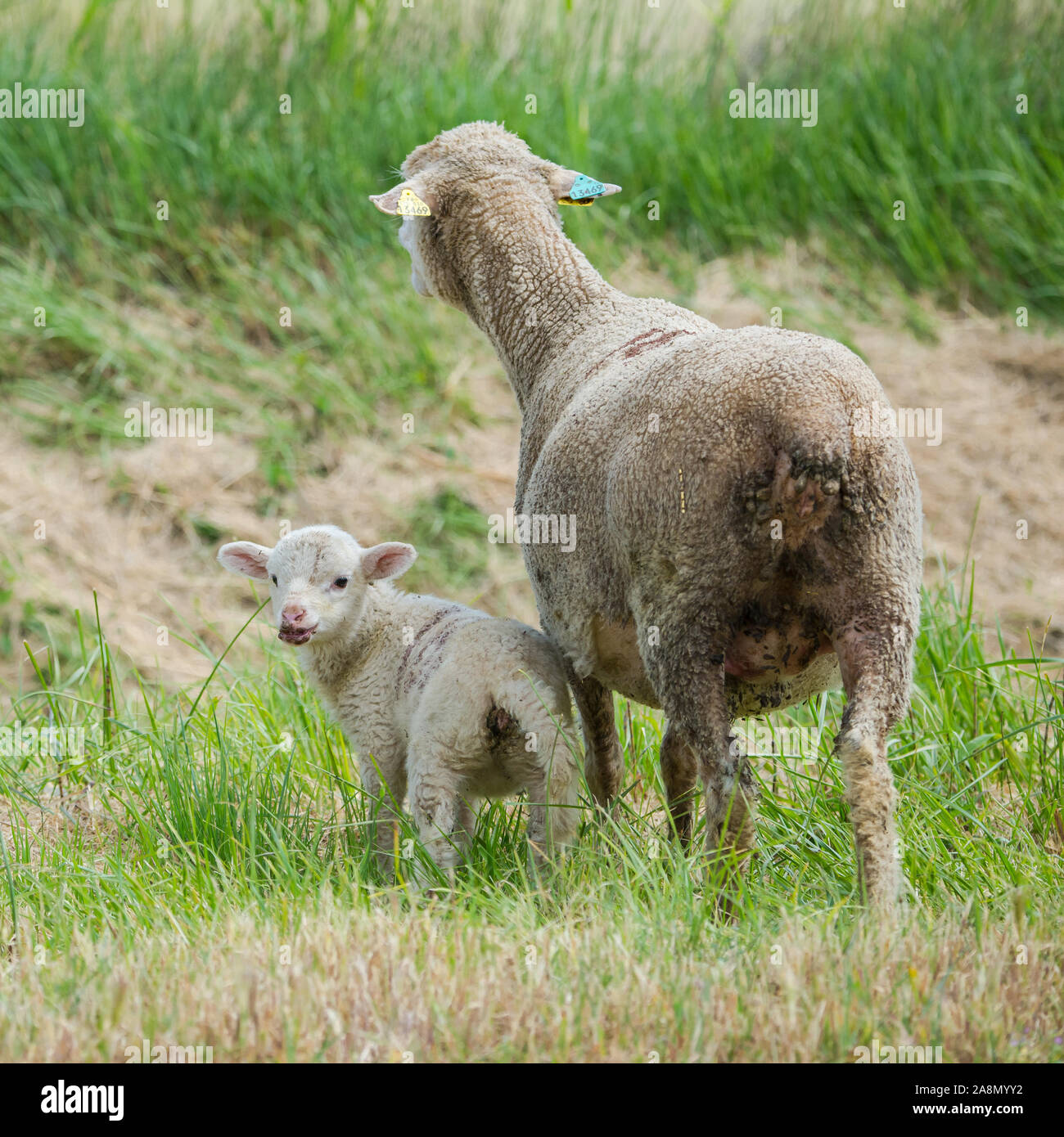 Sheep, lamb, mother and baby Stock Photo - Alamy