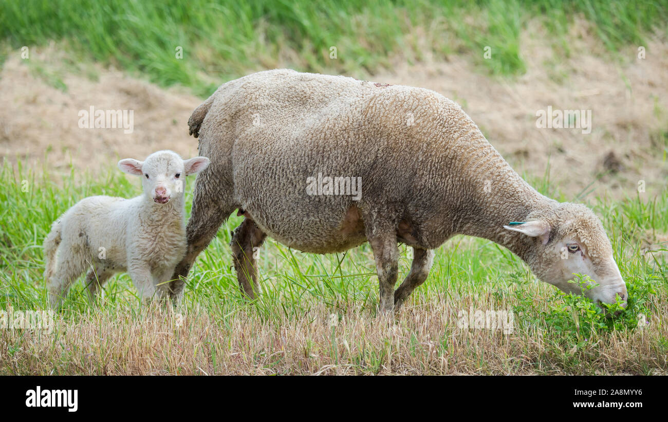 Sheep, lamb, mother and baby Stock Photo - Alamy