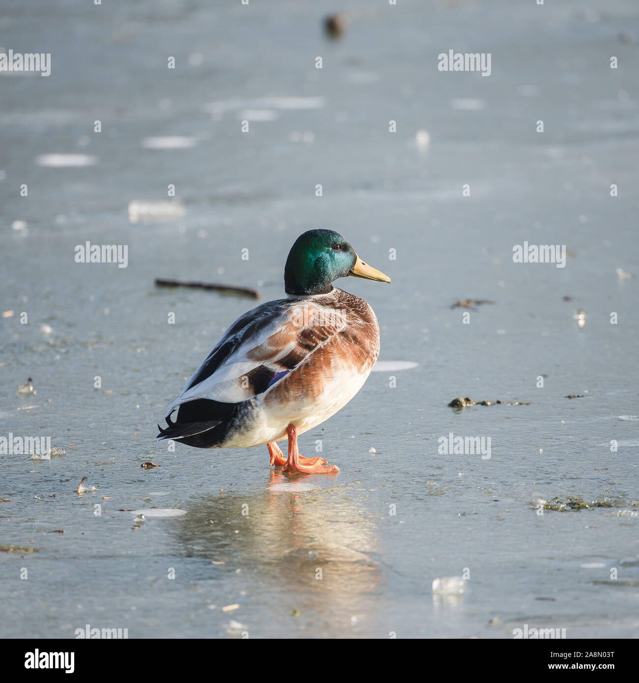 Juvenile Male Eider Duck High Resolution Stock Photography and Images ...