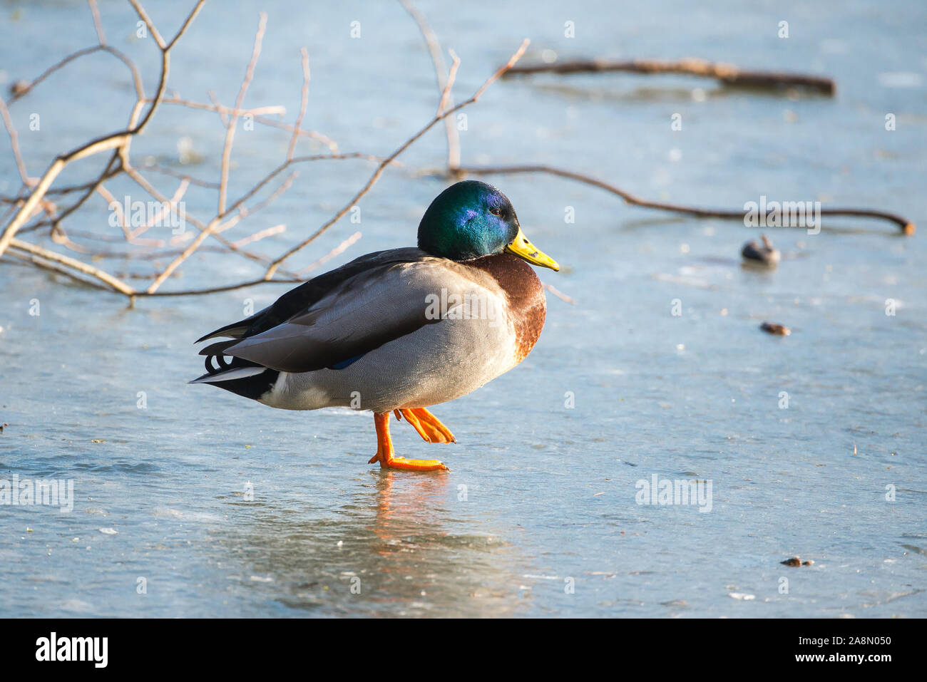 Juvenile Male Eider Duck High Resolution Stock Photography and Images ...