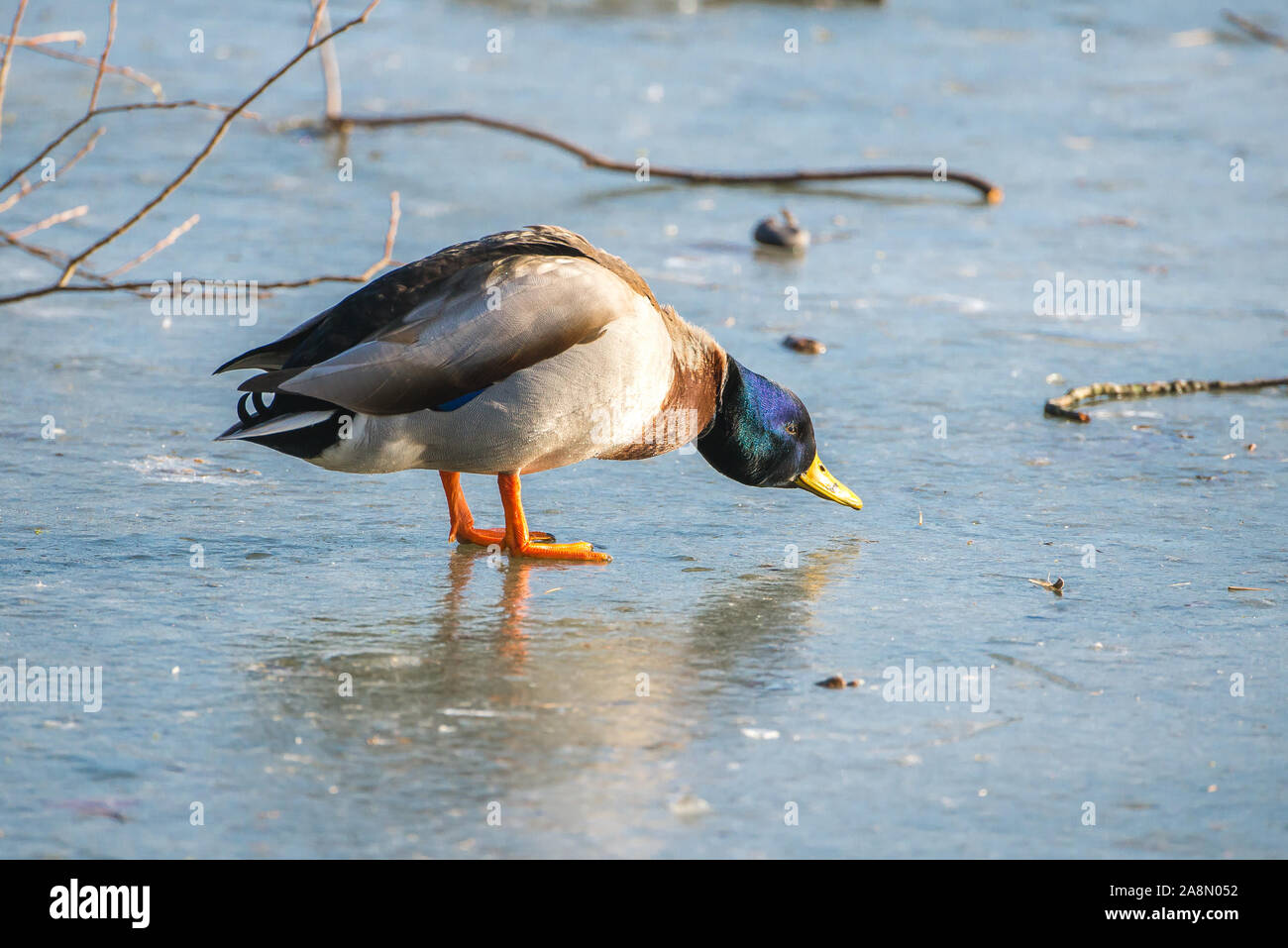 Duck curled up on an ice cold lake Stock Photo - Alamy