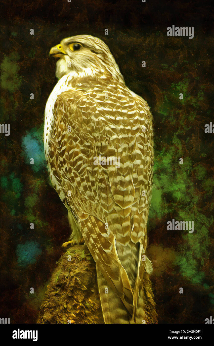 Falco Rusticolus Illustration High Resolution Stock Photography and ...