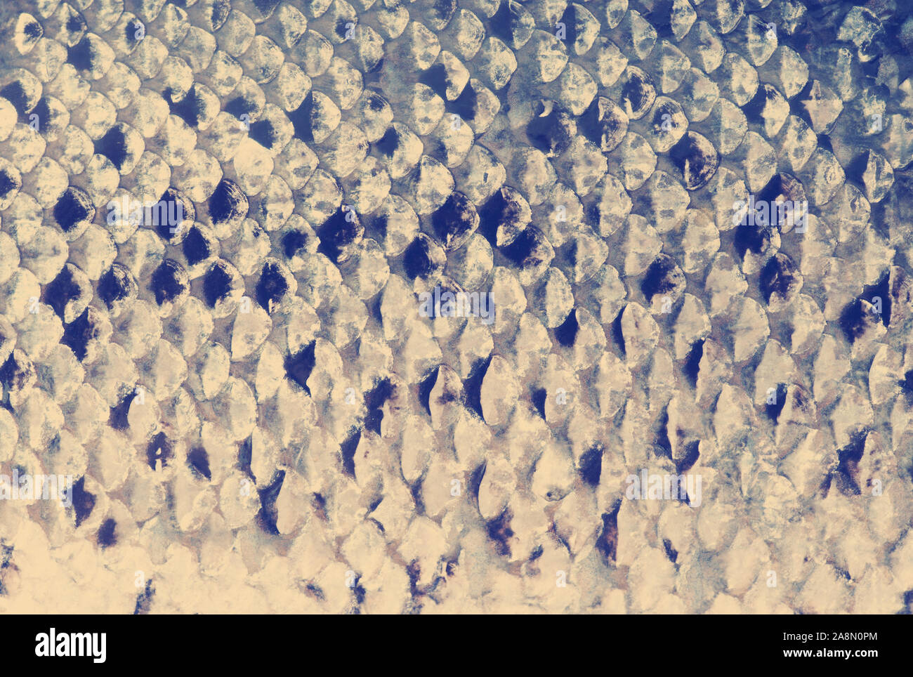 Salmon scales hi-res stock photography and images - Alamy