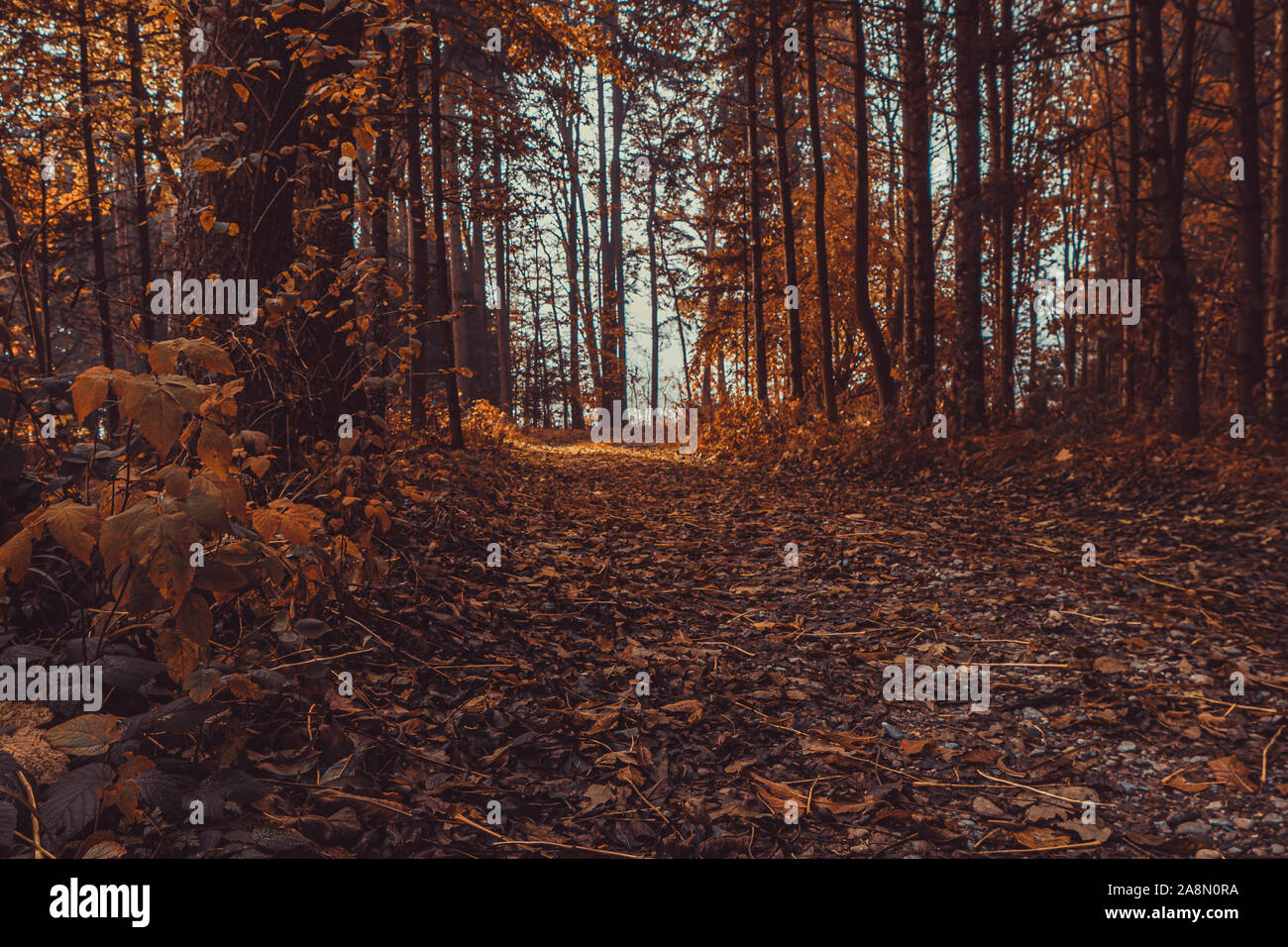 Morning Walk in the german Woods Germany fog Autumn leaves colors Stock ...
