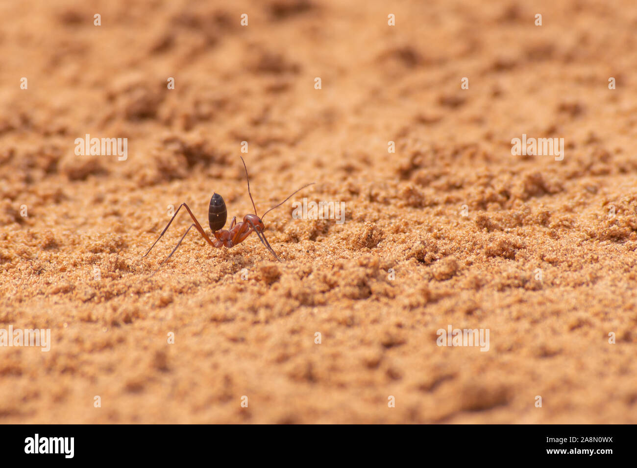 Sahara desert ant sahara hi-res stock photography and images - Alamy