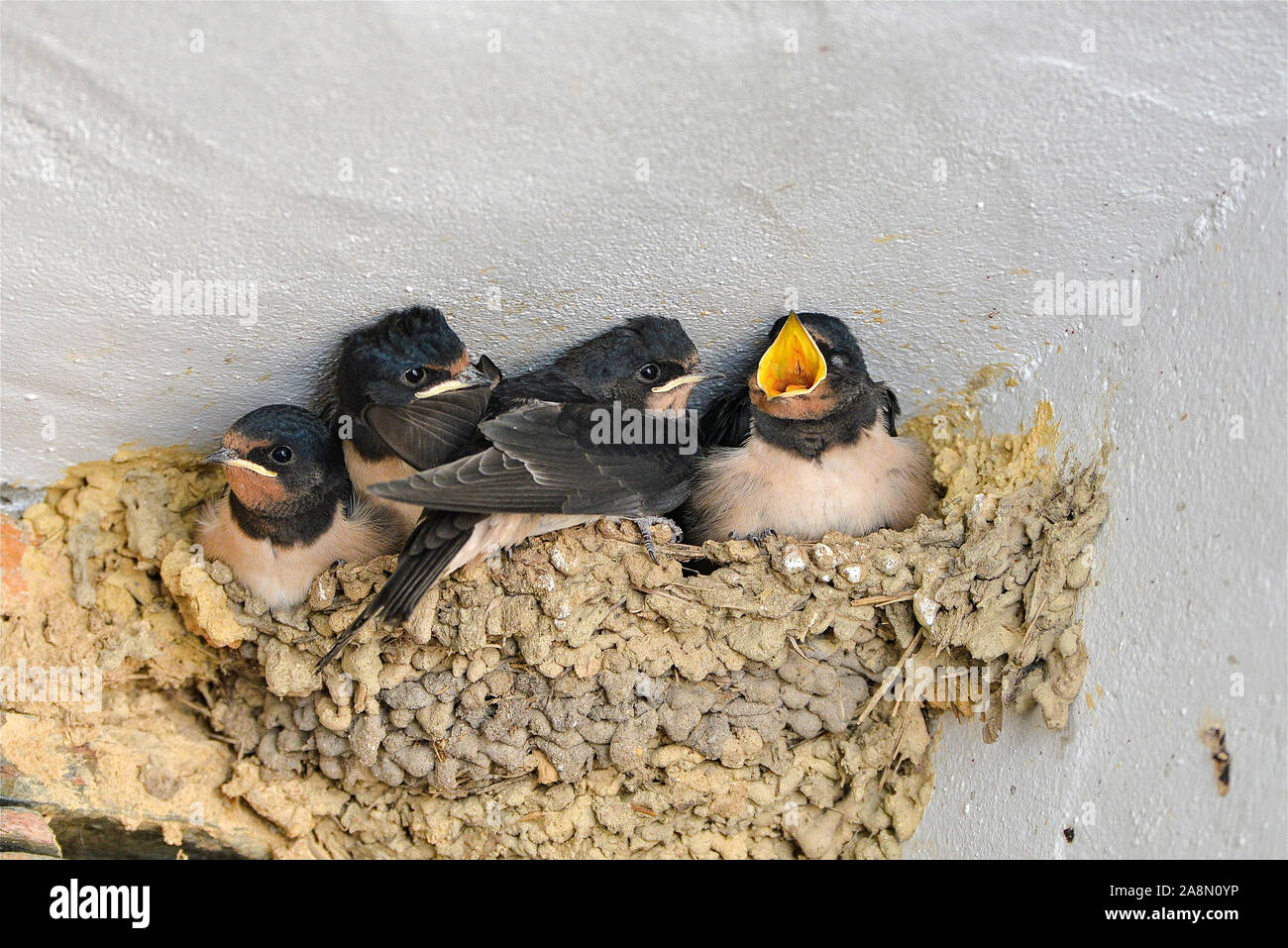 Swallows, babies in the nest waiting to be fed by their mother Stock ...