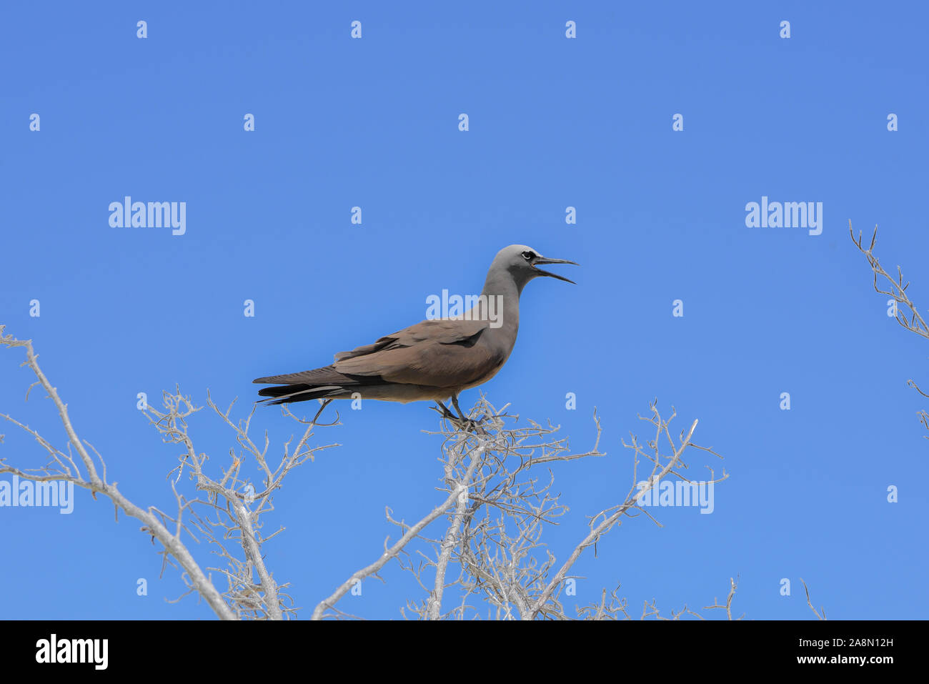 Brown Noddy, bird, Polynesia, Tetiaroa island Stock Photo - Alamy
