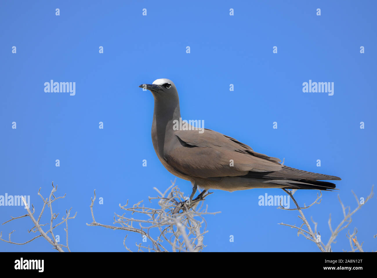 Brown Noddy, bird, Polynesia, Tetiaroa island Stock Photo - Alamy
