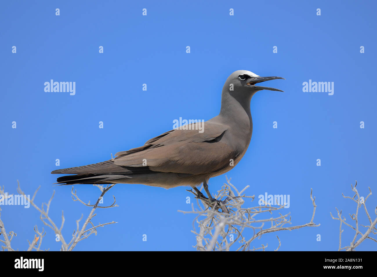 Brown Noddy, bird, Polynesia, Tetiaroa island Stock Photo - Alamy