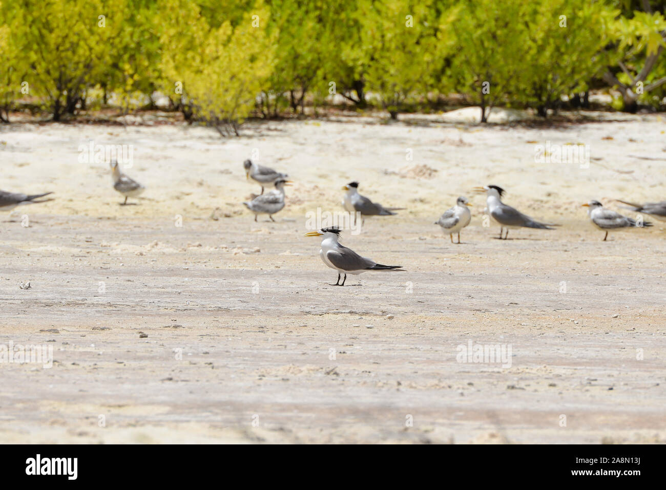 Greater crested tern, sea bird, Polynesia, birds hatching eggs Stock ...