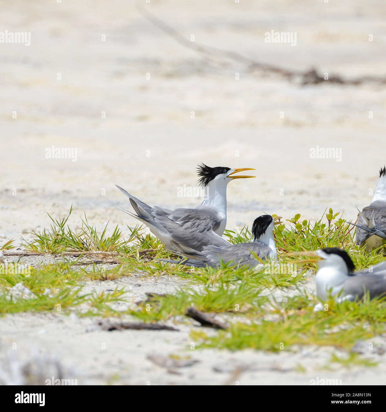 Greater crested tern, sea bird, Polynesia, birds hatching eggs Stock ...