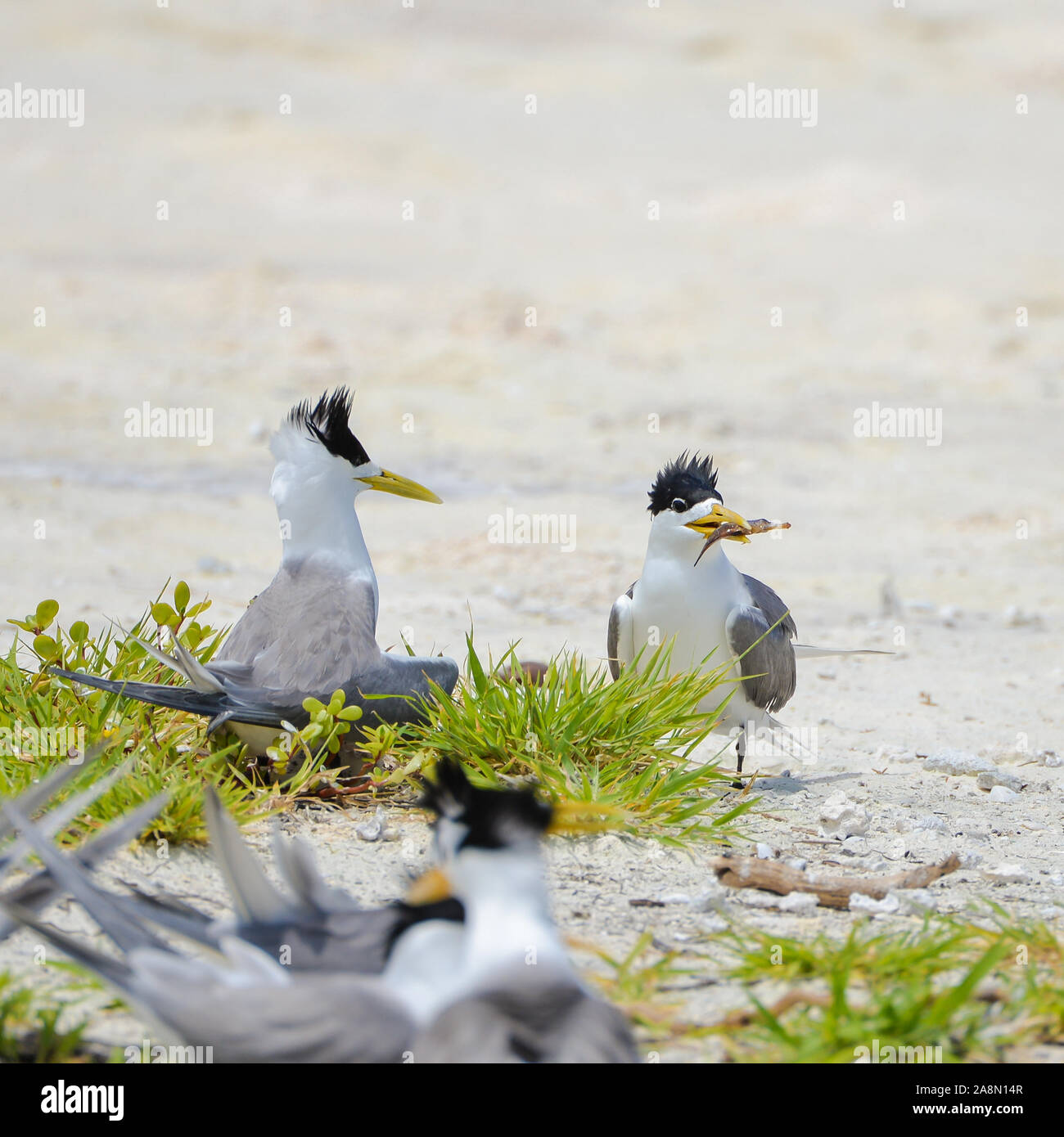 Greater crested tern, sea bird, Polynesia, birds hatching eggs Stock ...
