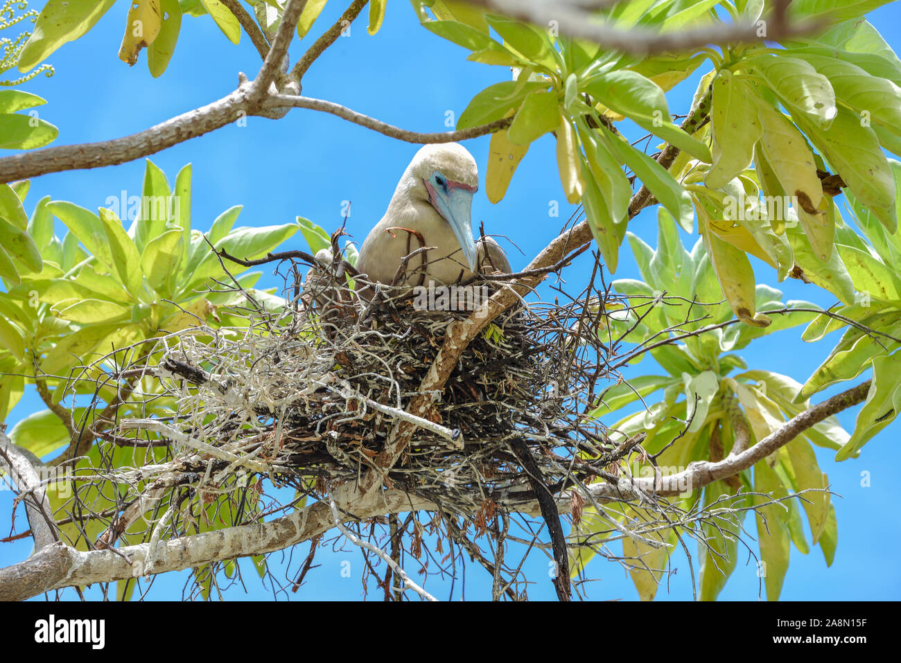 Red-footed Booby, Sula sula, exotic bird in French Polynesia Stock ...