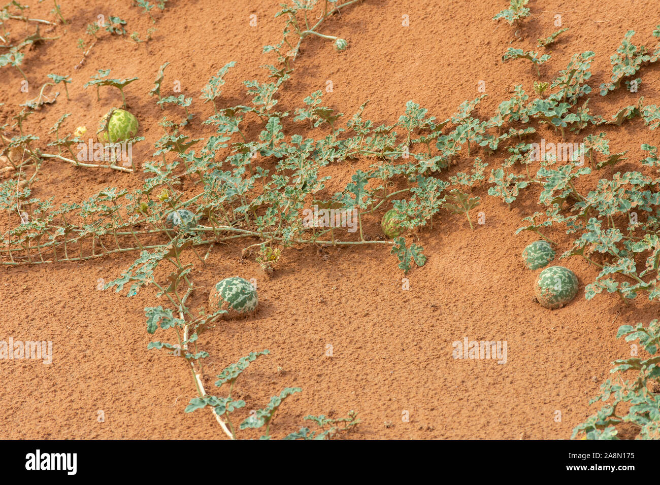 A group of Desert Squash (Citrullus colocynthis) (Handhal) in the sand ...