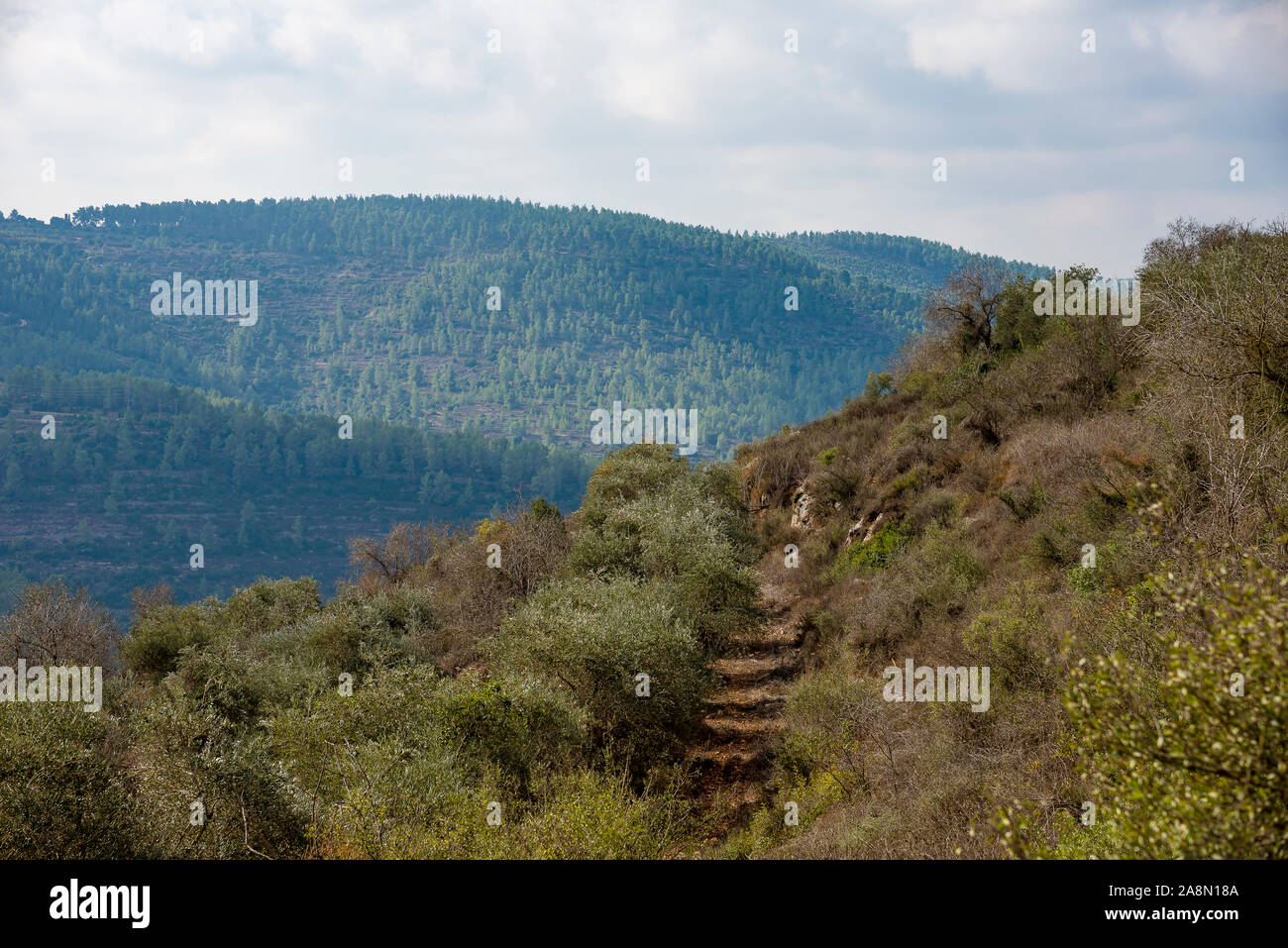 olives olive trees in the mountains of Jerusalem. Jerusalem forest ...