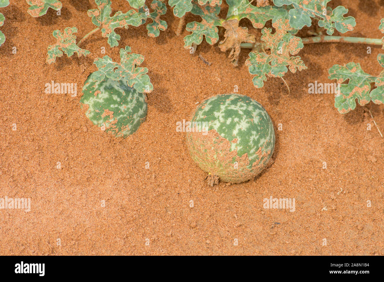 Colocynth Citrullus Colocynthis High Resolution Stock Photography and ...