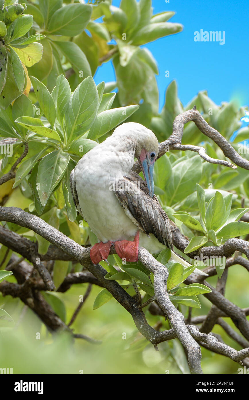 Red-footed Booby, Sula sula, exotic bird in French Polynesia Stock ...