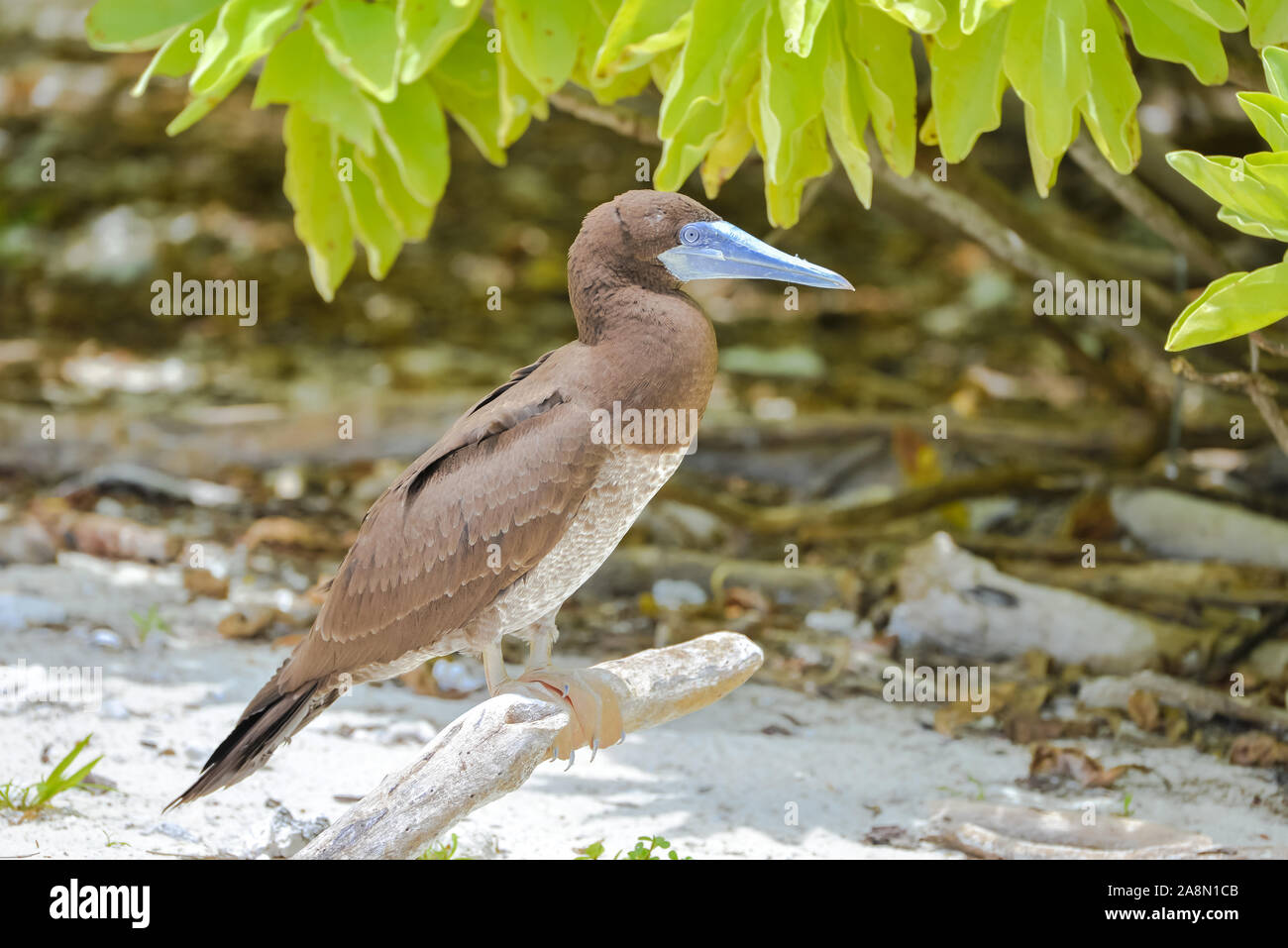 Brown booby, Sula leucogaster, beautiful birds in french Polynesia ...