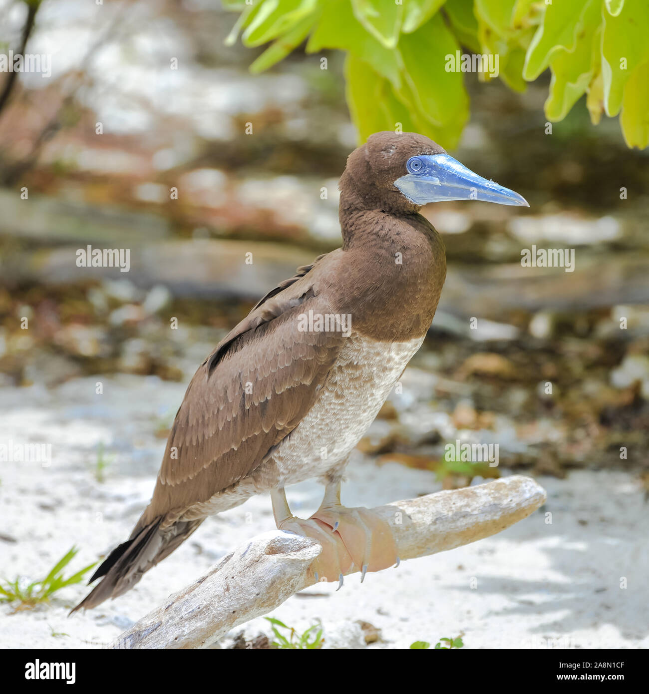 Brown booby, Sula leucogaster, beautiful birds in french Polynesia ...
