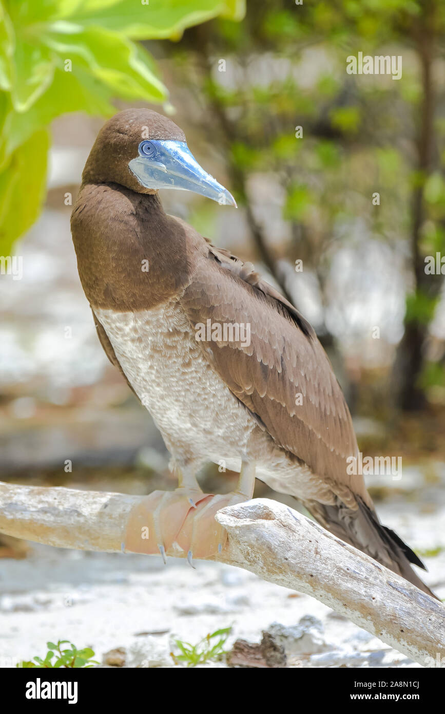 Brown booby, Sula leucogaster, beautiful birds in french Polynesia ...