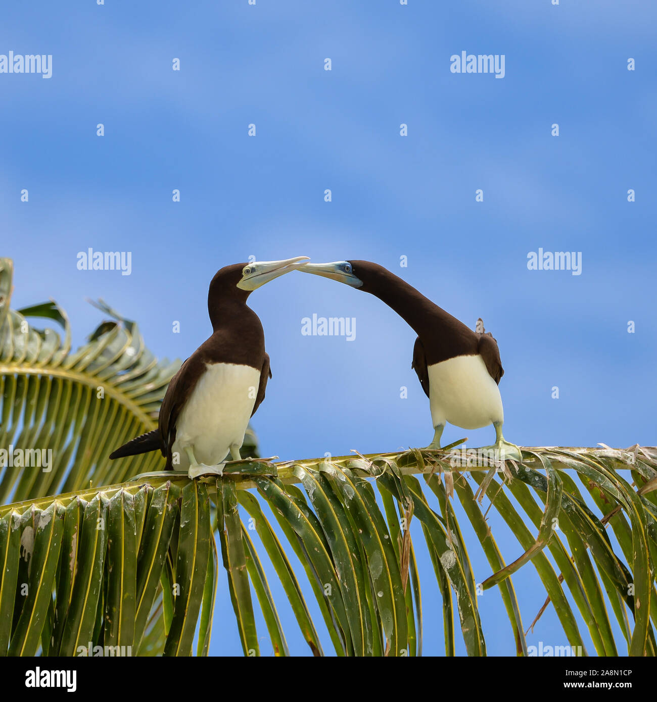 Brown booby, Sula leucogaster, beautiful birds in french Polynesia ...