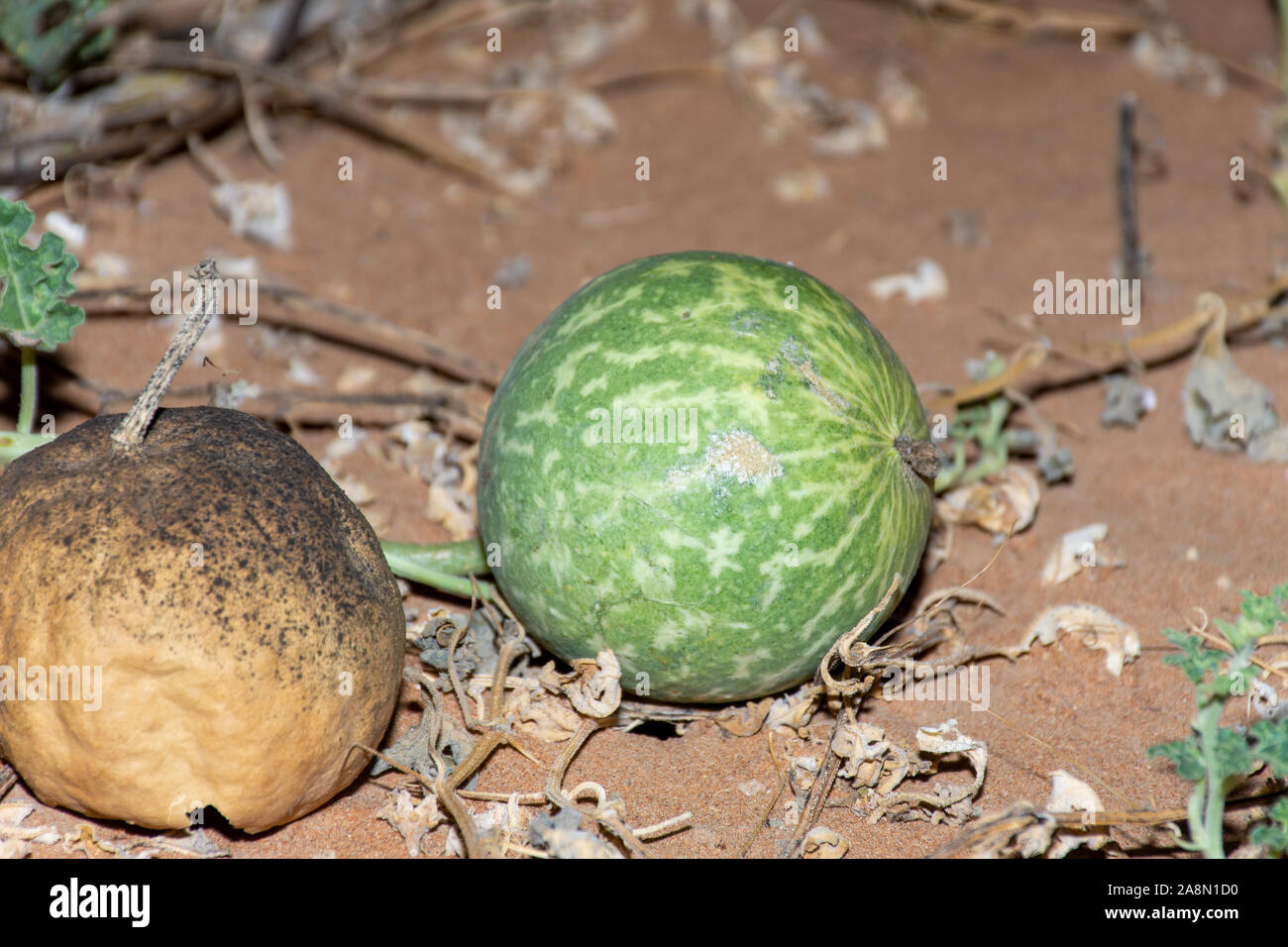 Desert Squash (Citrullus colocynthis) (Handhal) in the sand in the ...