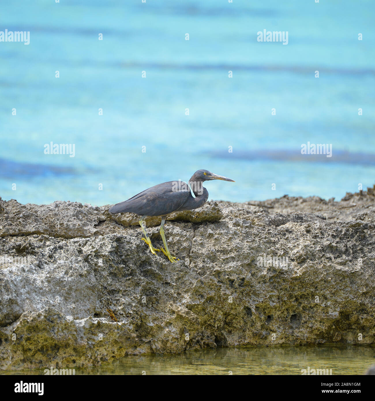Pacific Reef Heron, black Egretta sacra, in French Polynesia, Tetiaroa ...