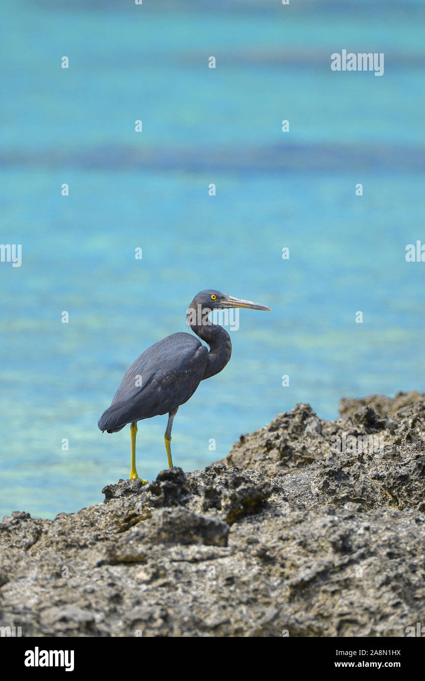 Pacific Reef Heron, black Egretta sacra, in French Polynesia, Tetiaroa ...