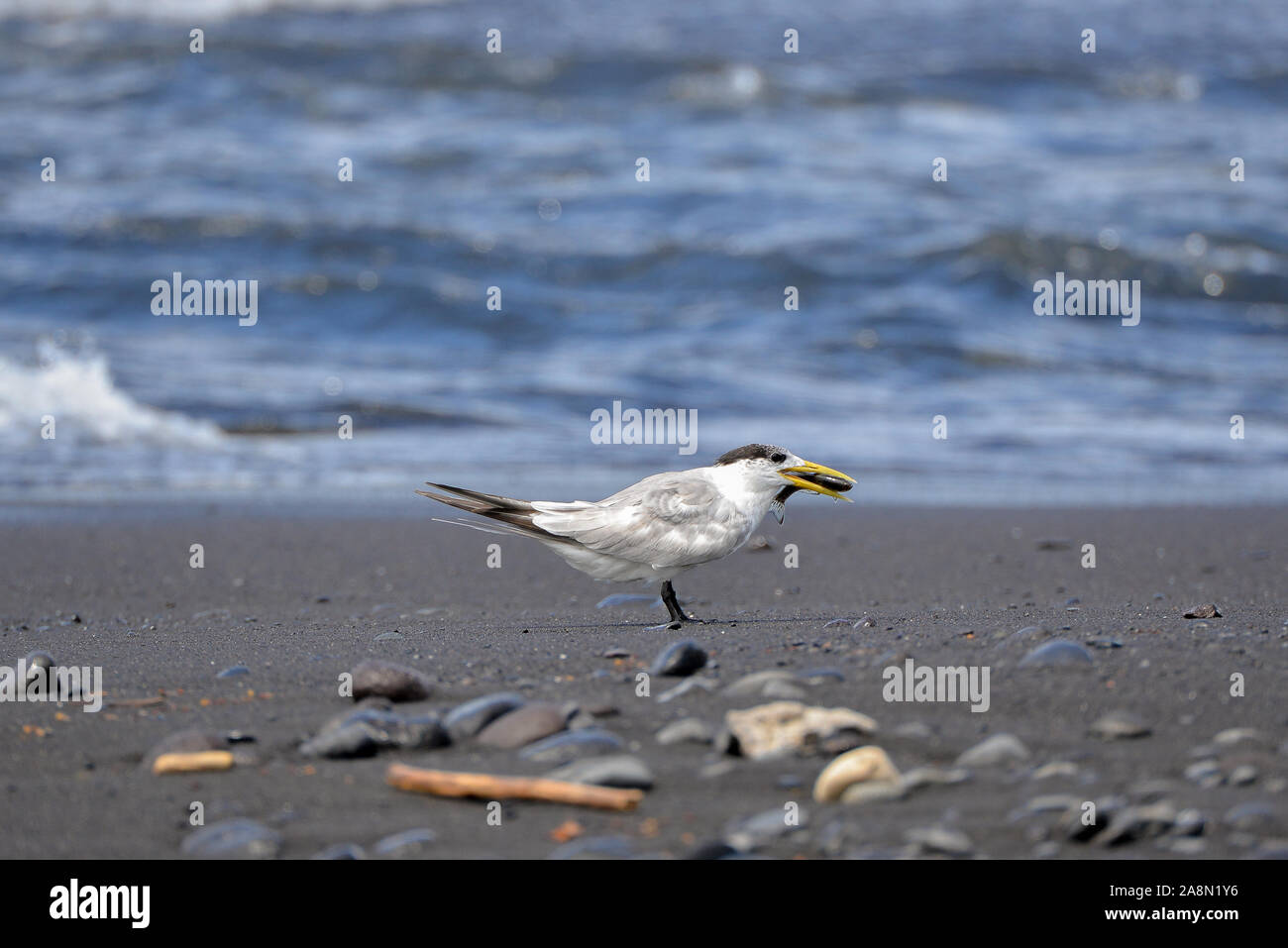 Great crested tern hi-res stock photography and images - Alamy