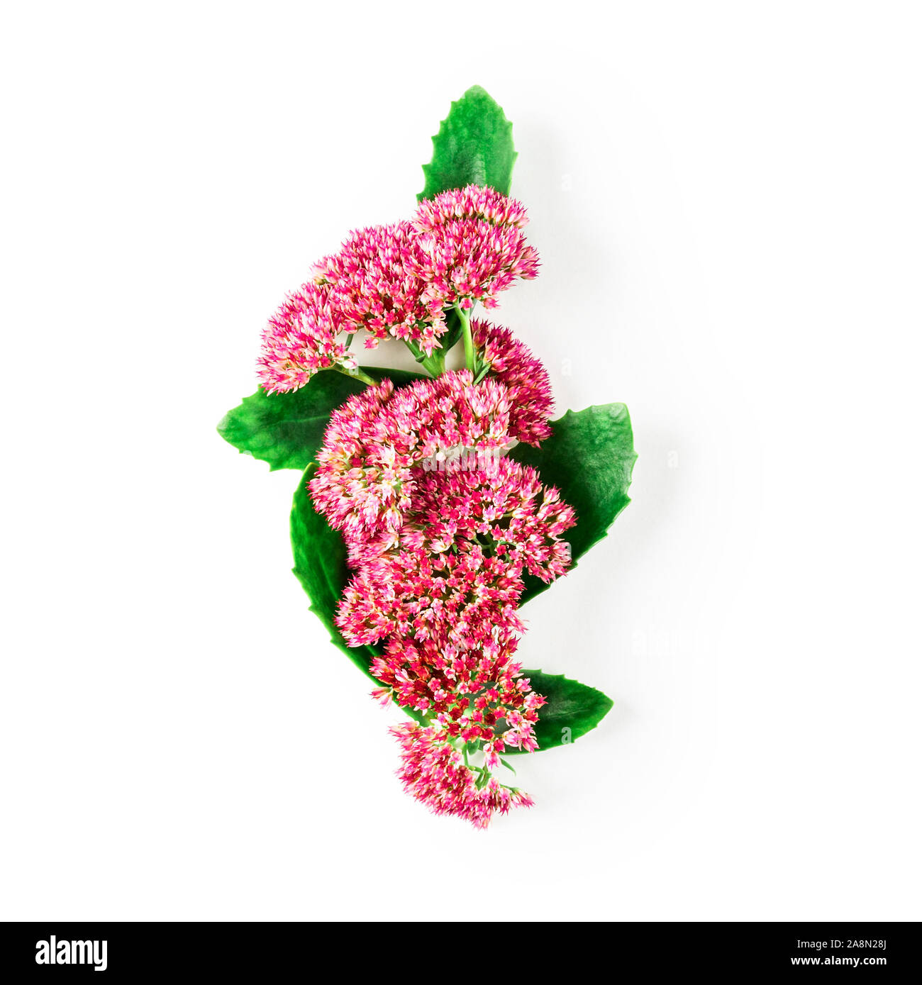 Pink sedum flower with leaves and stem arrangement. Stonecrops flowers ...